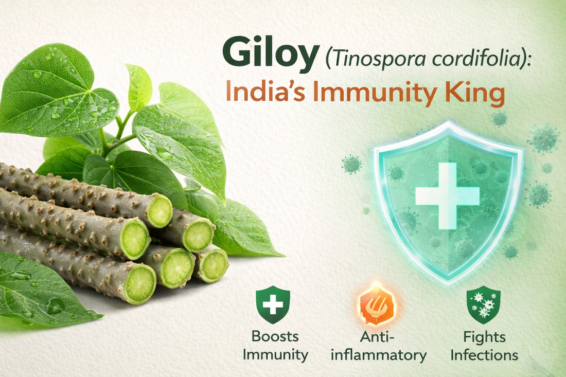 Giloy (Tinospora cordifolia): India’s Immunity King – Orgavia Herbals